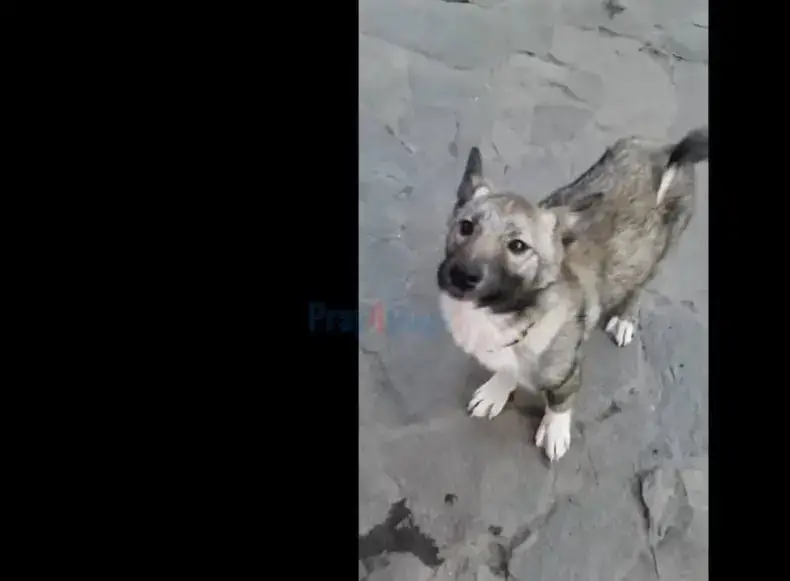 Dymka’s Transformation: From Abandoned to Adored - Floor Cleaning Tools LLC