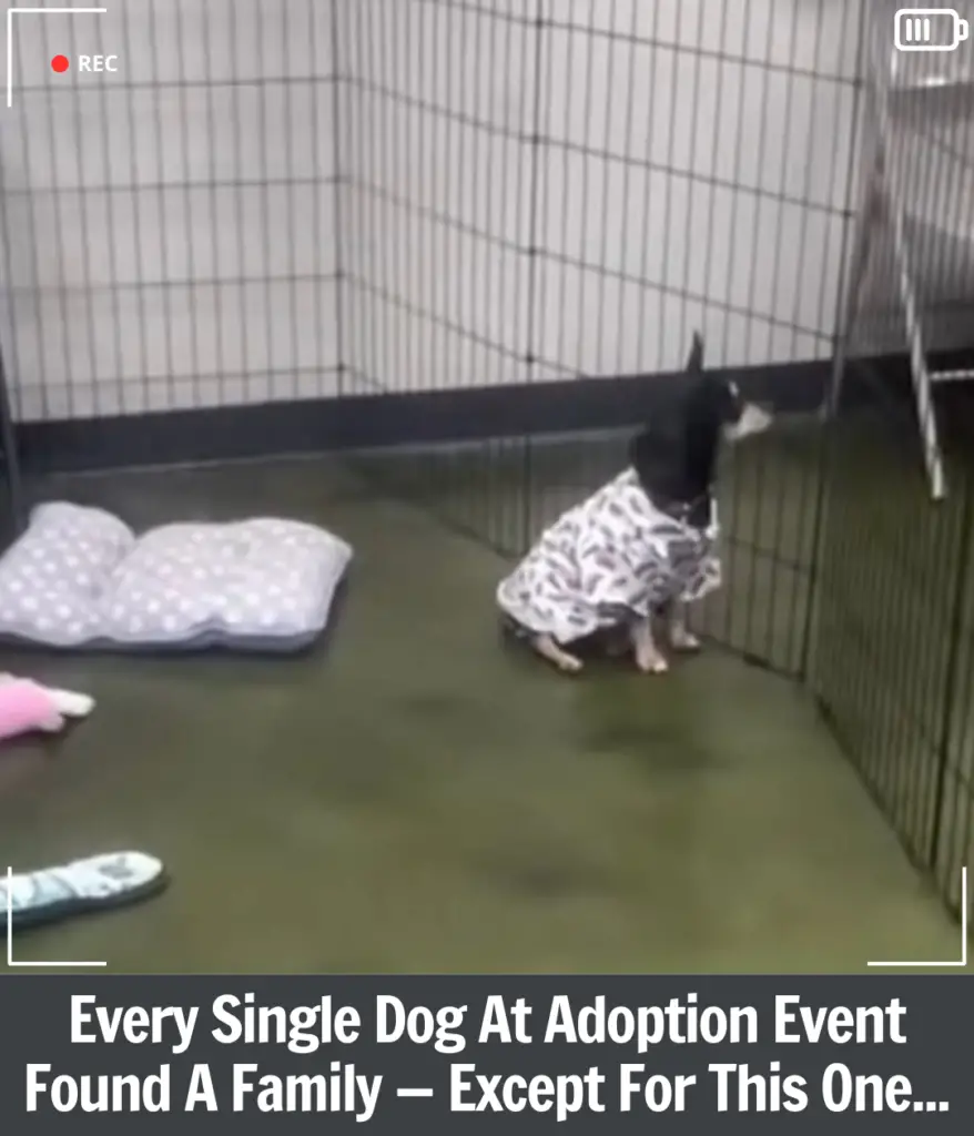 Every Single Dog Found a Family — Except Hotdog - Floor Cleaning Tools LLC