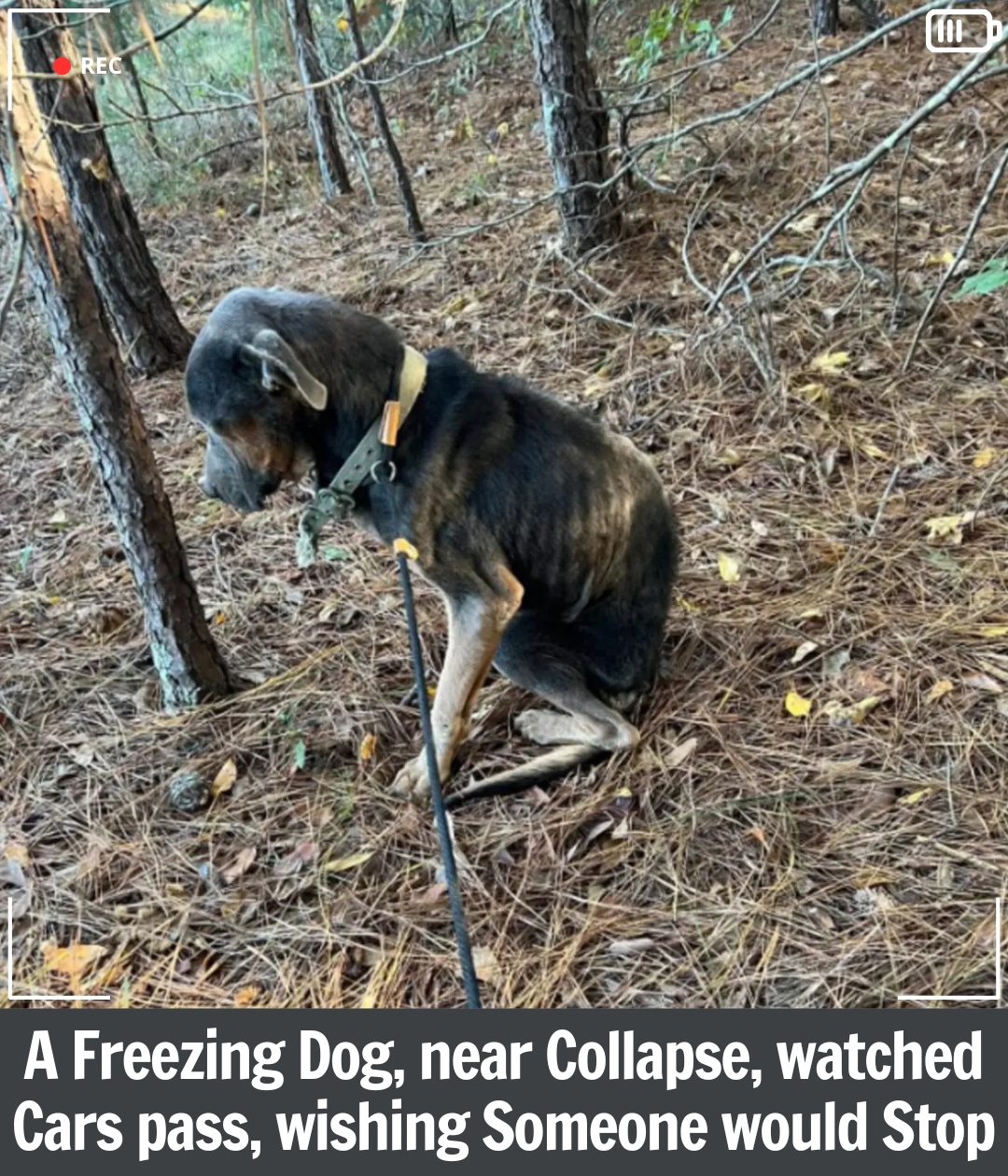 A Freezing Dog on the Edge of Survival Finds Hope When One Person Stops ...