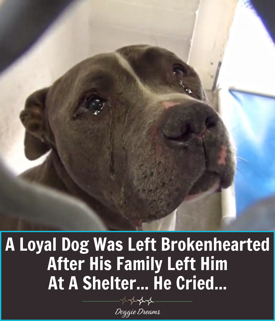 A Loyal Dog Left Behind: Blue’s Heartbreaking Fall and the Love That ...