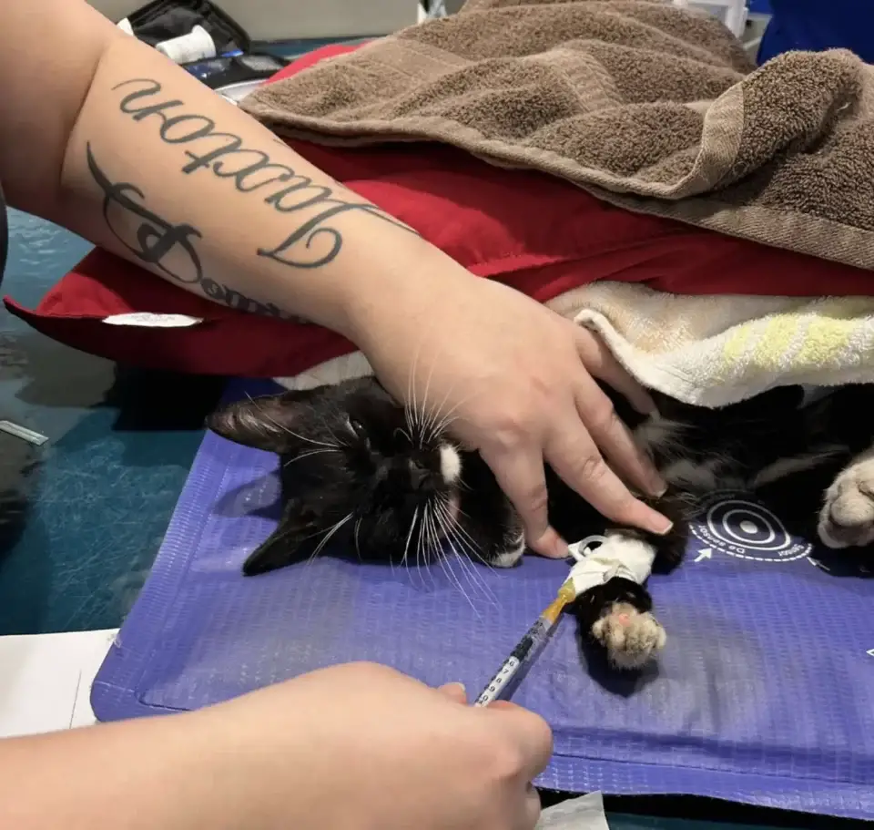 Tiny Cat Found Frozen on a Driveway in Pittsburgh Finds a Loving ...