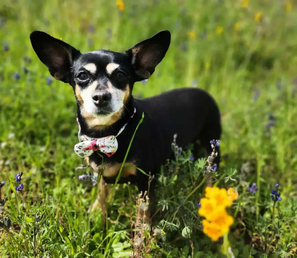 Every Single Dog Found a Family — Except Hotdog - Floor Cleaning Tools LLC