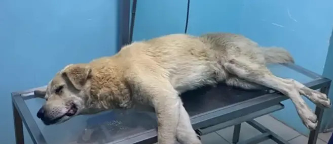 Heartbreaking River Rescue: An Abandoned Dog’s Journey to Healing and ...