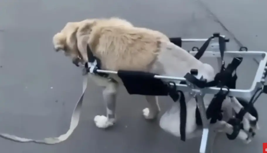 Heartbreaking River Rescue: An Abandoned Dog’s Journey to Healing and ...