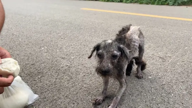 Stray Dog’s Journey from Suffering to Hope Sparks Community Compassion ...