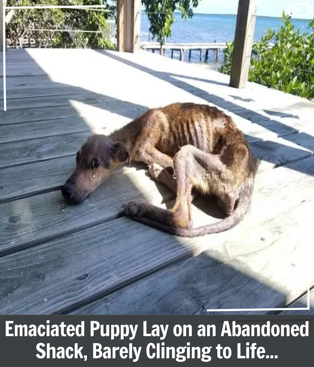 From Island Stray to Beloved Pet: Winston’s Journey From Abandonment to ...