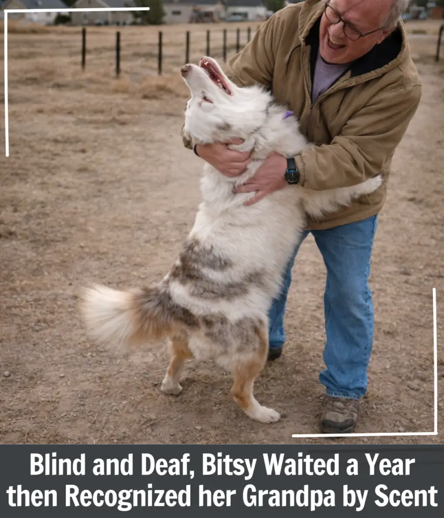 Blind and Deaf but Never Broken: Bitsy’s Story and a Reunion That ...