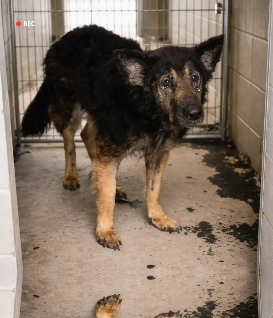 Senior Dog Abandoned for His Age Finds His Way Back to Love - Floor ...