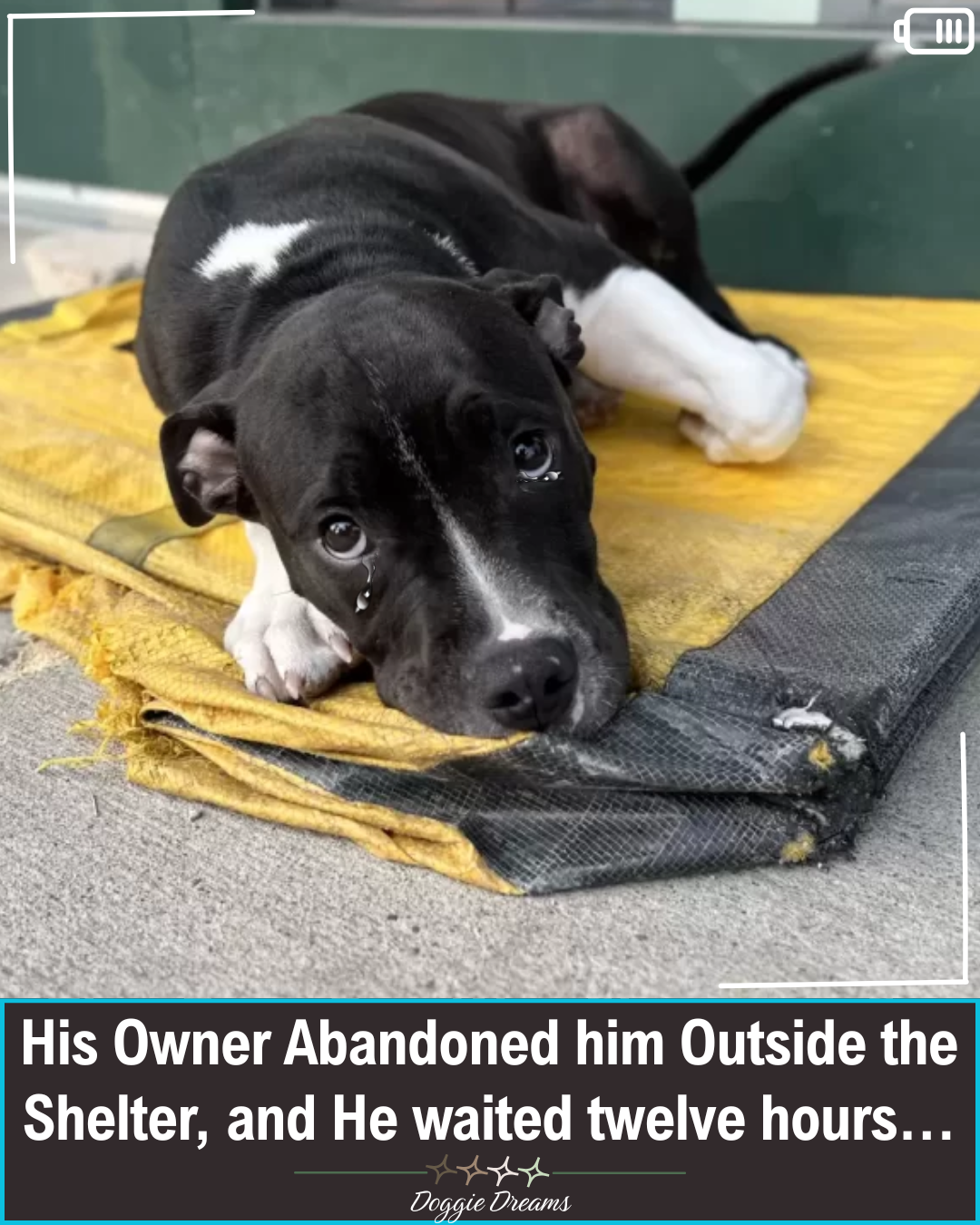 Abandoned Pup Waited 11 Hours Outside a Shelter With Hope-Filled Eyes ...