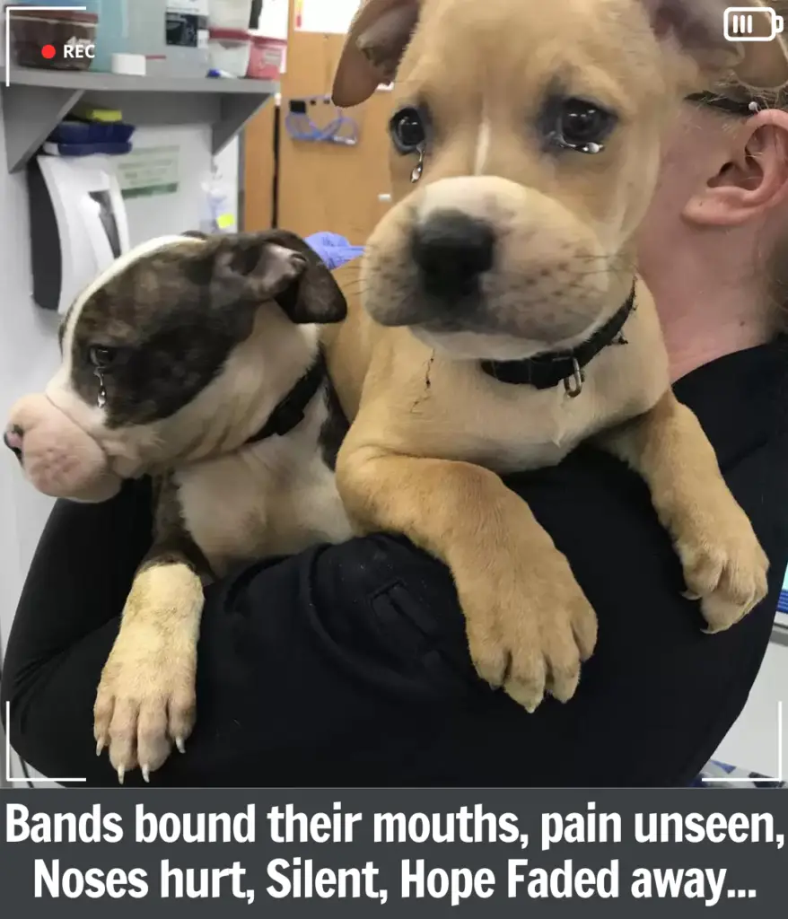 Abandoned Puppies Found With Rubber Bands Around Their Snouts: A Rescue ...