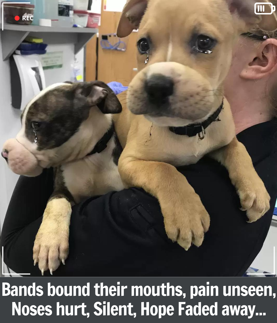 Abandoned Puppies Found With Rubber Bands Around Their Snouts: A Rescue ...