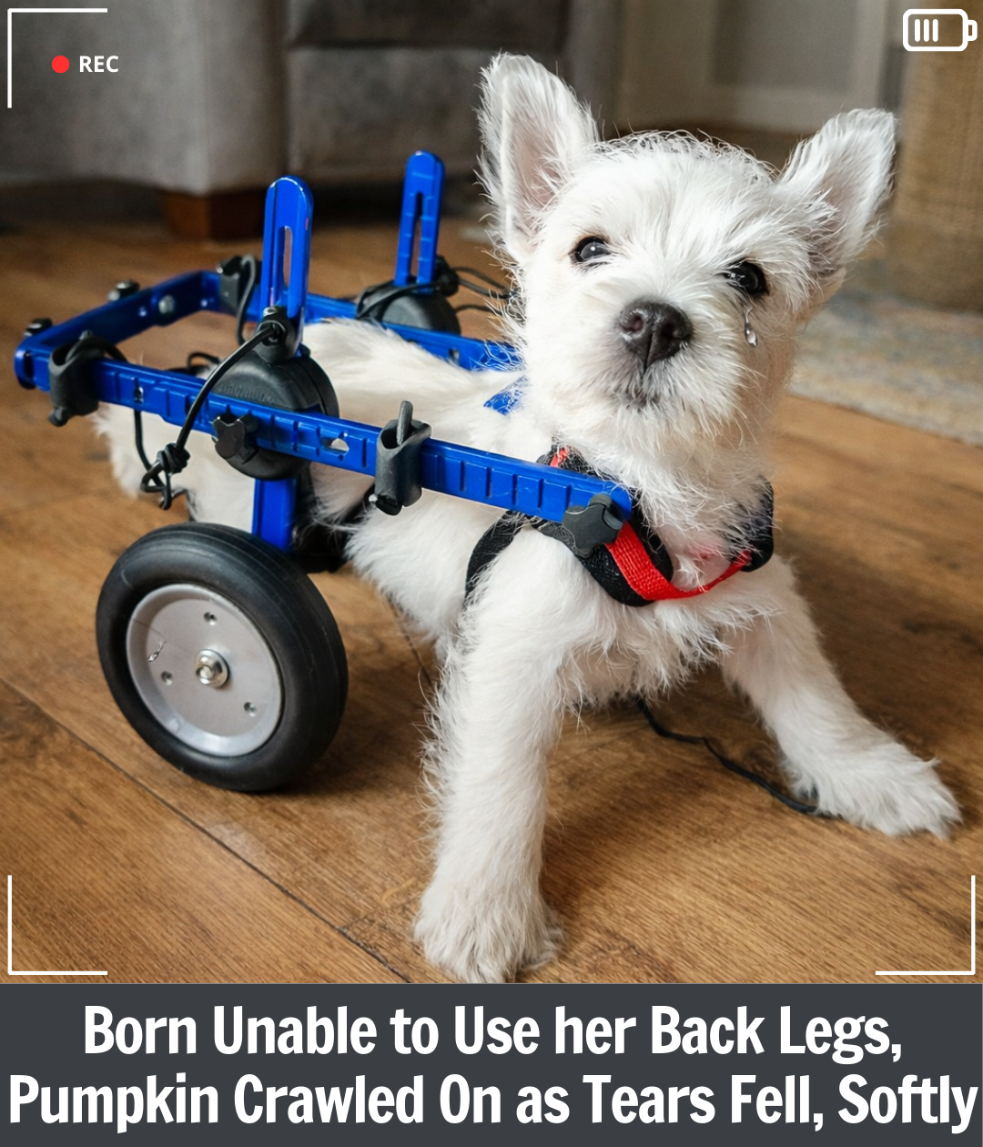 Paralysed Puppy Finds Freedom: Pumpkin’s Journey From Crawling to ...