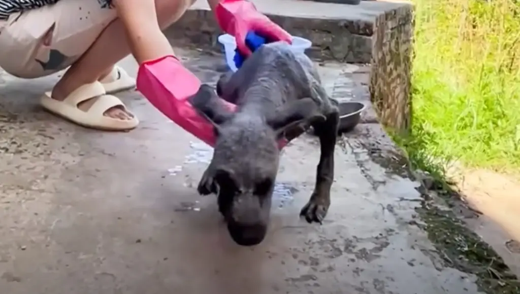 From Stray to Family: The Heartwarming Journey of Pan Pan the Rescue ...