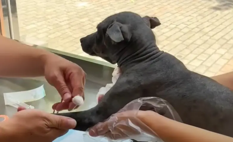 From Stray to Family: The Heartwarming Journey of Pan Pan the Rescue ...