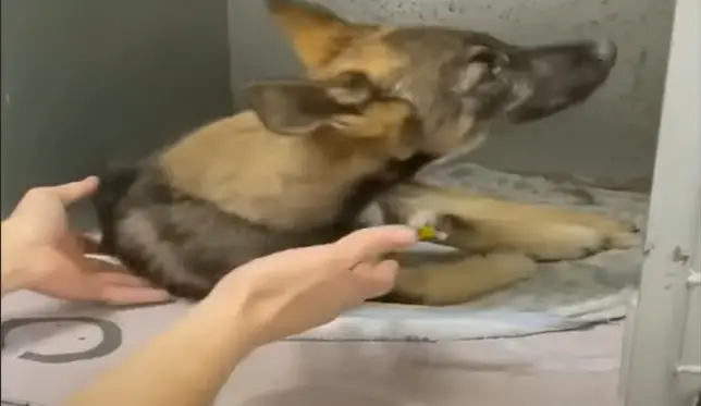 Hit by a Car and Left in a Coma, This Dog Fought to Live… and Won ...