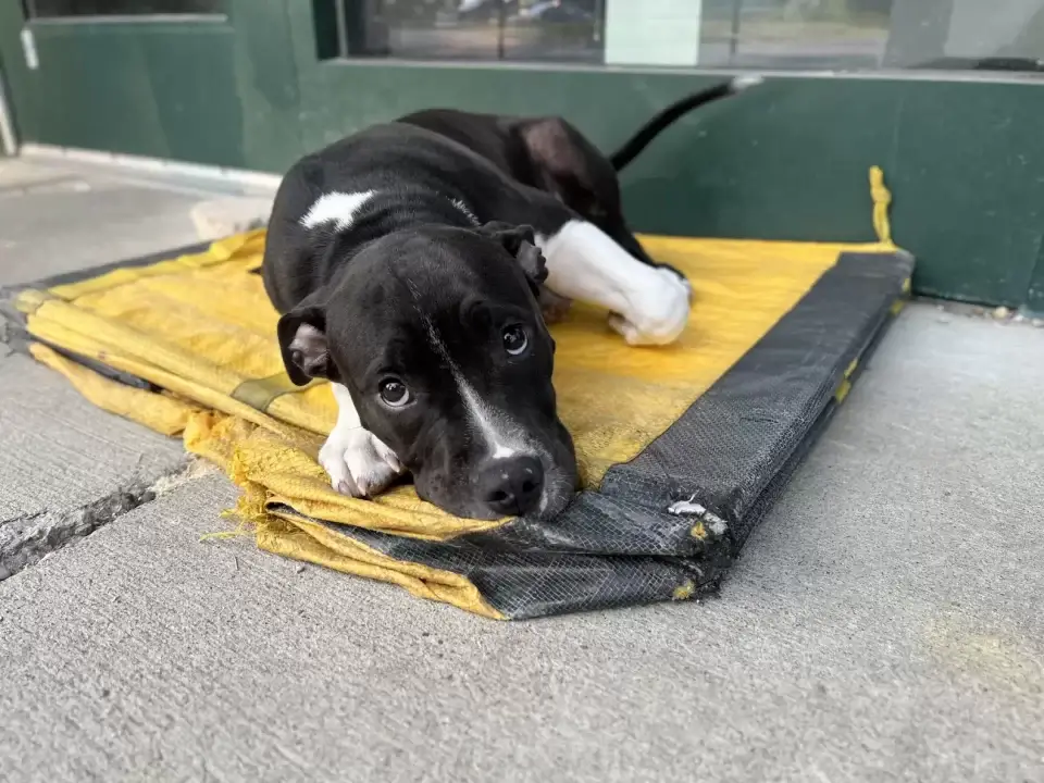 Abandoned Pup Waited 11 Hours Outside a Shelter With Hope-Filled Eyes ...