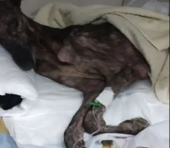 Ruperto’s Rescue: From Silent Suffering to a Life Touched by Hope ...